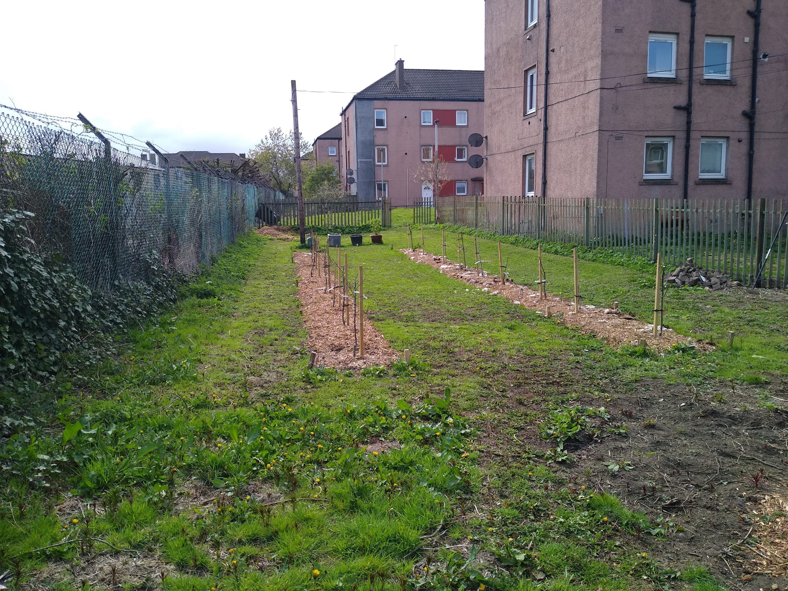 Project Update: Broomhouse Orchard - Edible Estates